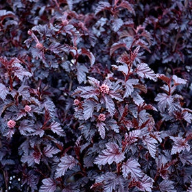 Panther Ninebark #2 – C+S Country Gardens